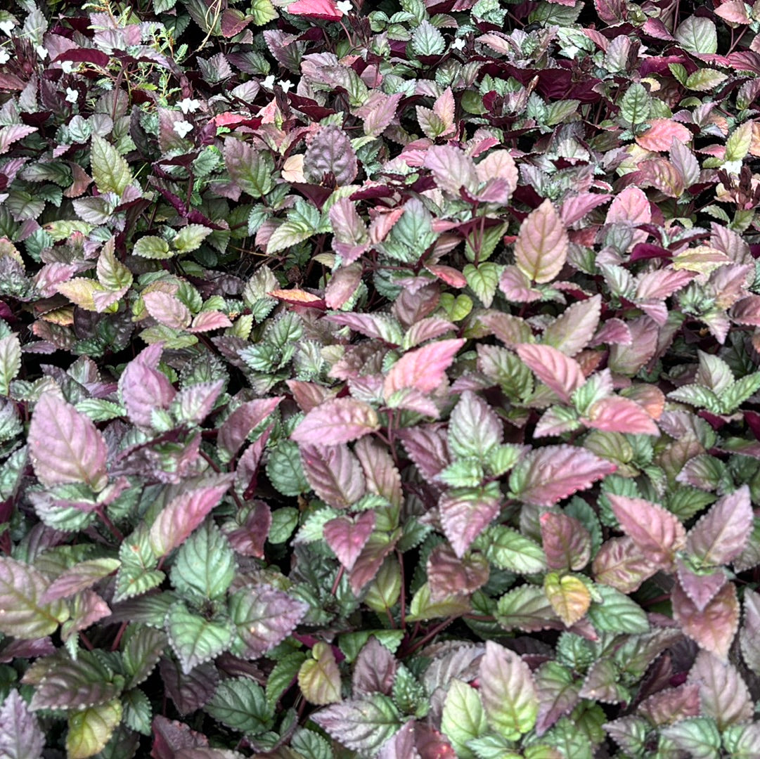 Hemigraphis Colorata – Capricorn Aquarium