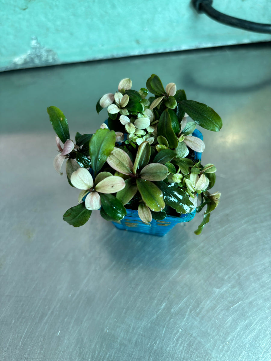 Bucephalandra Pink Brownie Ghost – Capricorn Aquarium