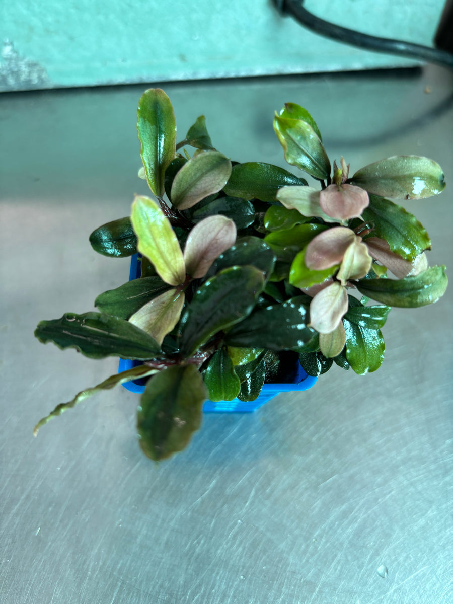 Bucephalandra Pink Brownie Ghost – Capricorn Aquarium