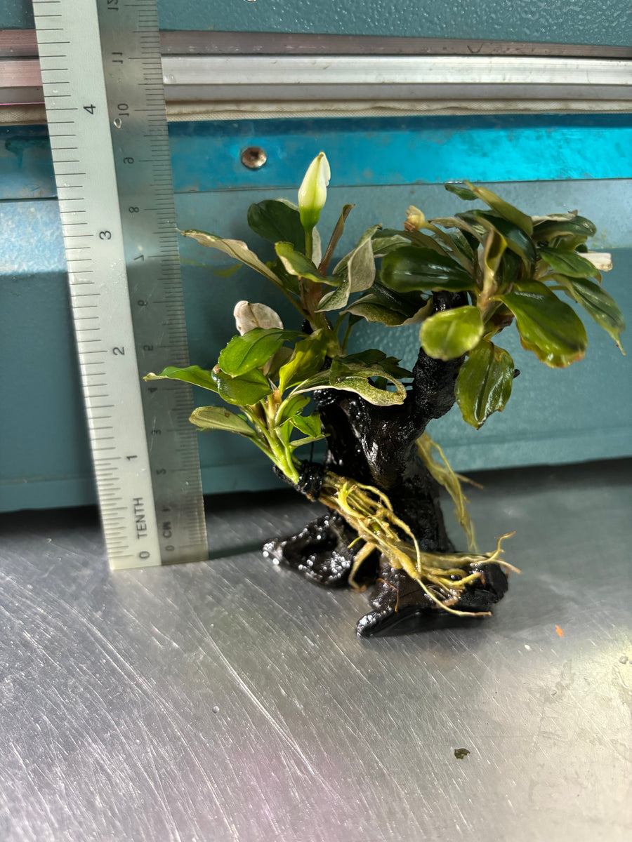 Bucephalandra Pink Melawi (Tie on mini wood) – Capricorn Aquarium