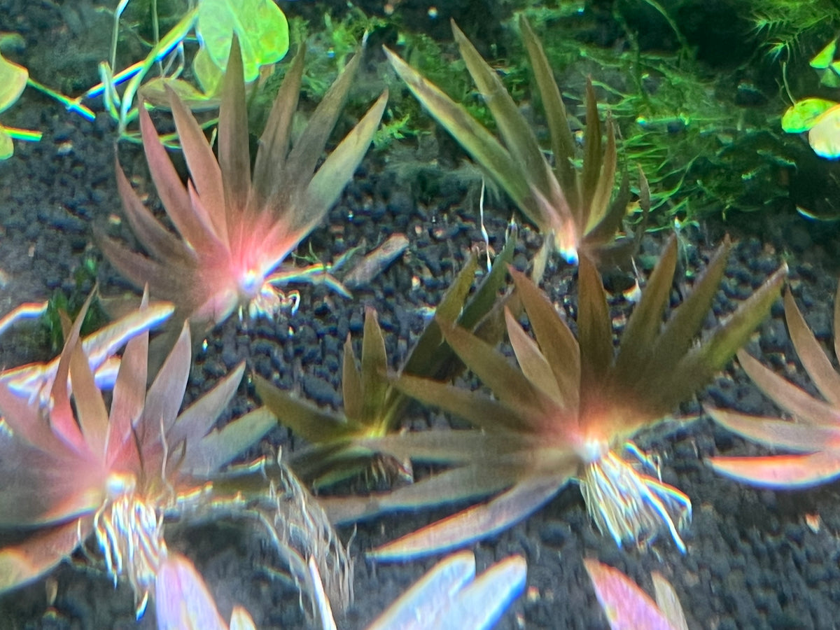 Xyris sp Red – Capricorn Aquarium