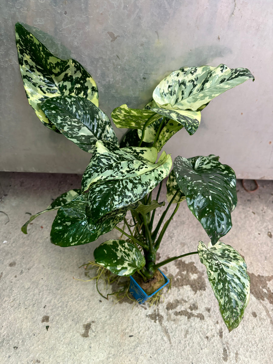 Anubias Barteri Variegated – Capricorn Aquarium