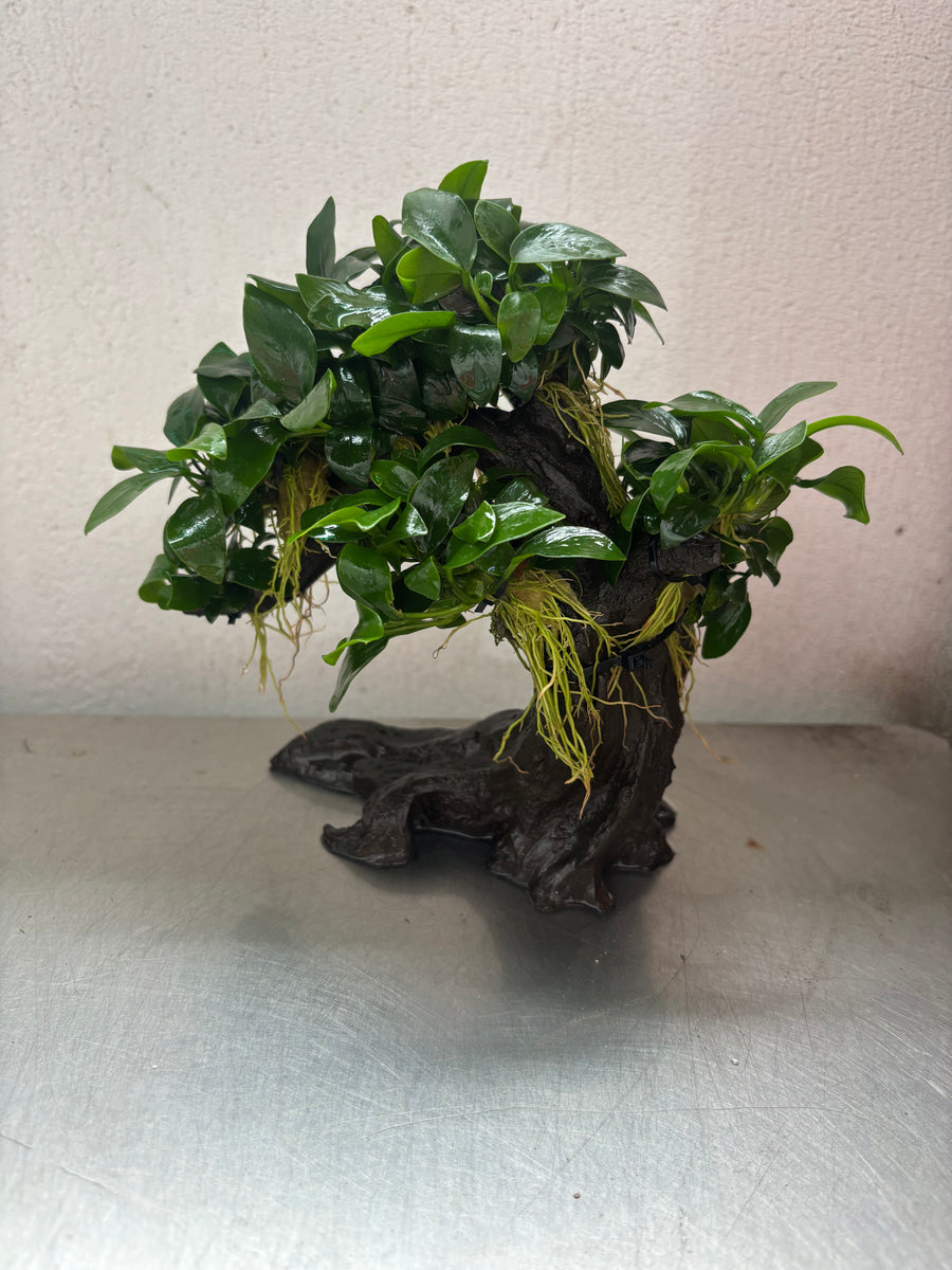 Anubias Nana (Bonsai Tree) – Capricorn Aquarium
