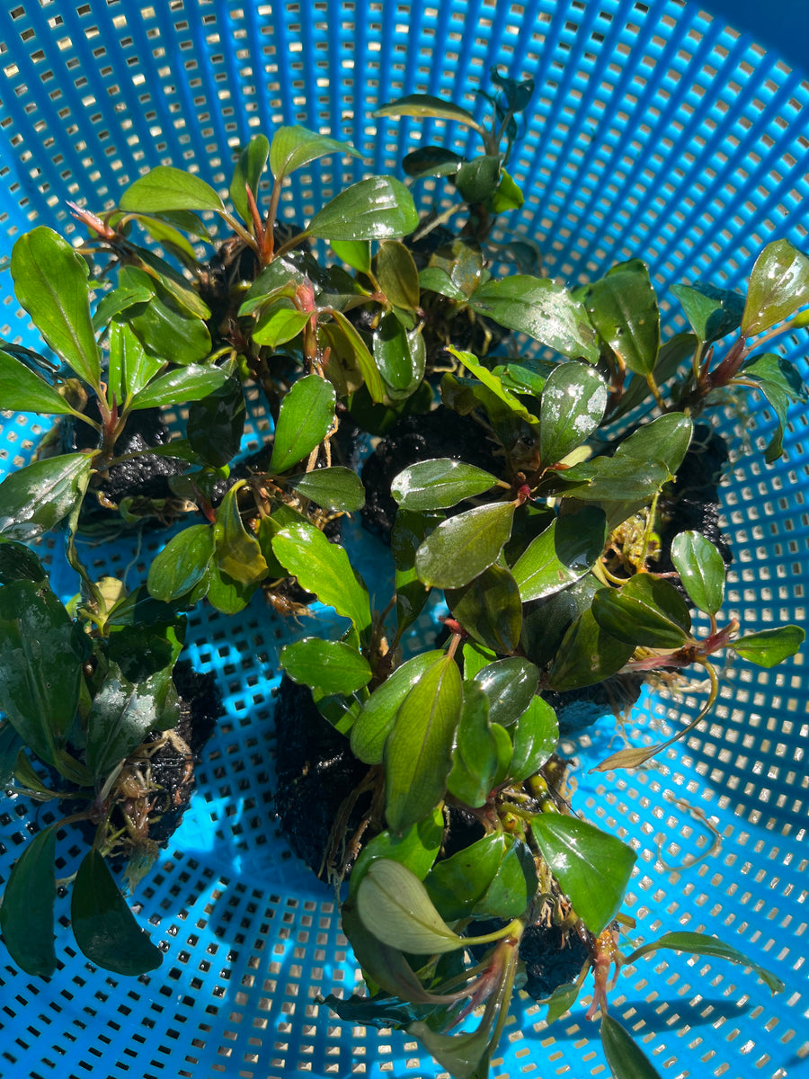 Bucephalandra Red Melawi – Capricorn Aquarium