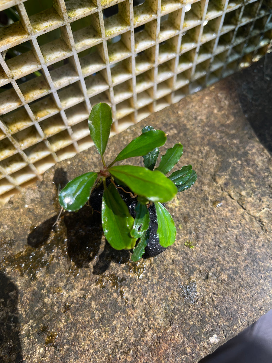 Bucephalandra Red Melawi – Capricorn Aquarium