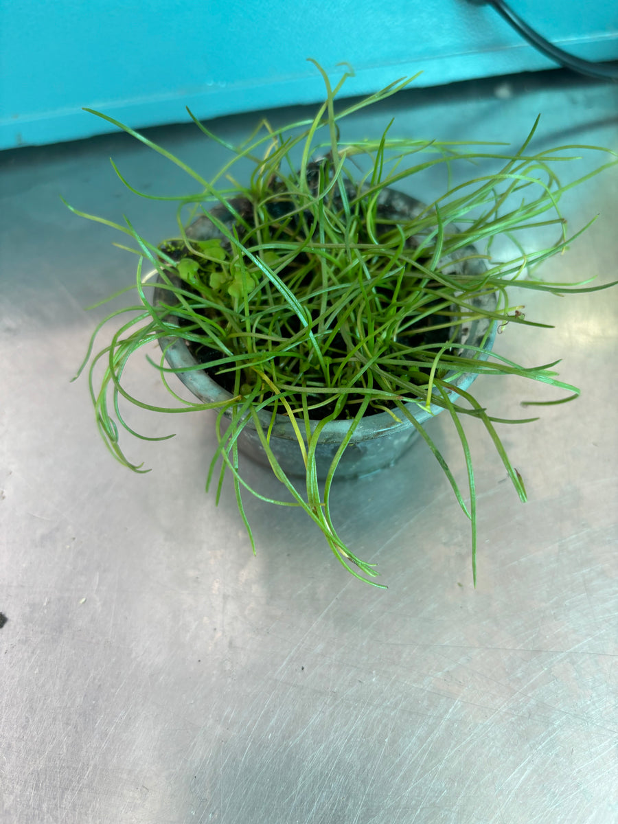 Littorella Uniflora – Capricorn Aquarium