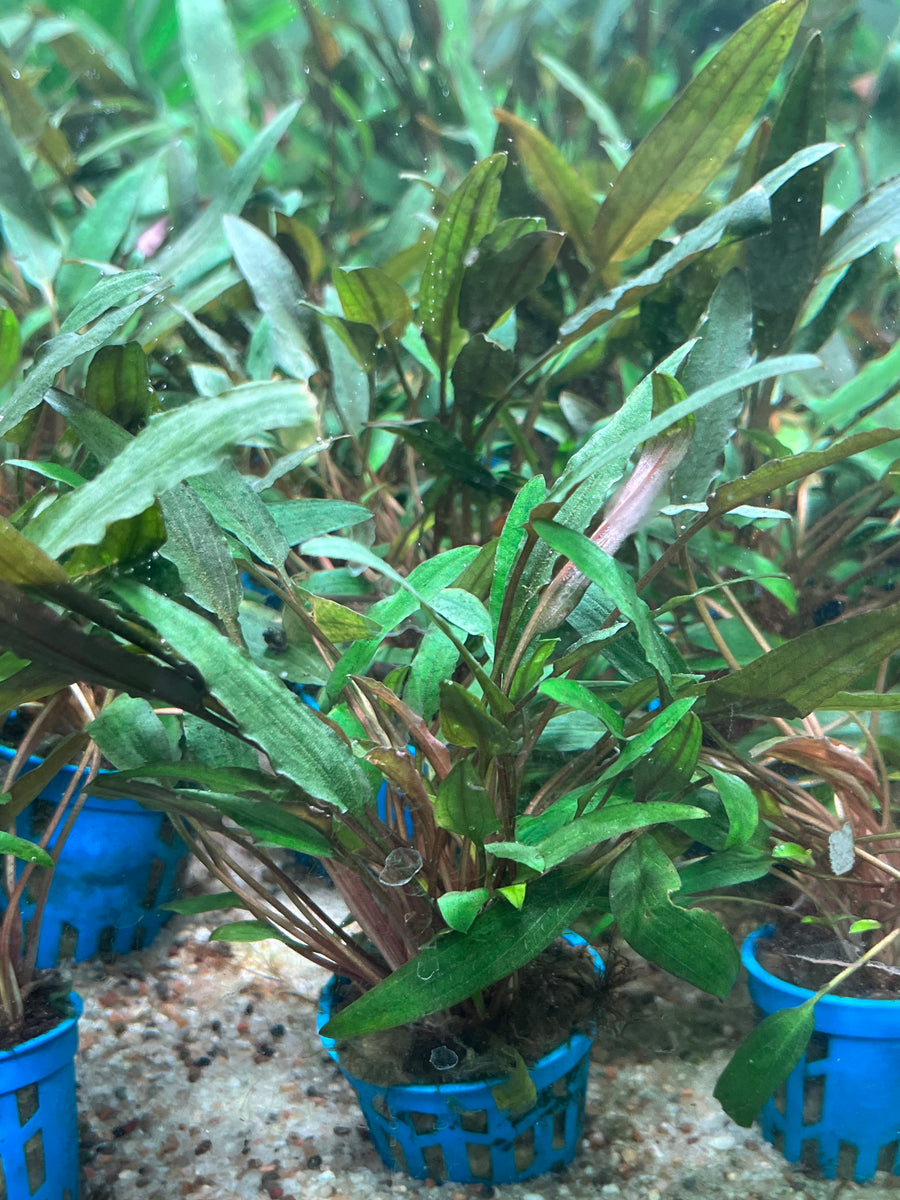 Cryptocoryne petchii – Capricorn Aquarium