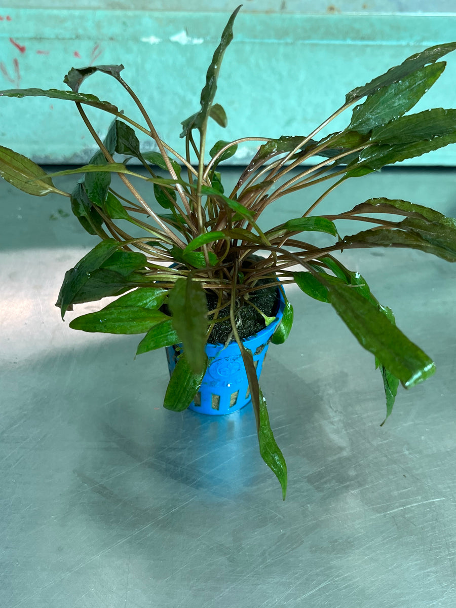Cryptocoryne petchii – Capricorn Aquarium