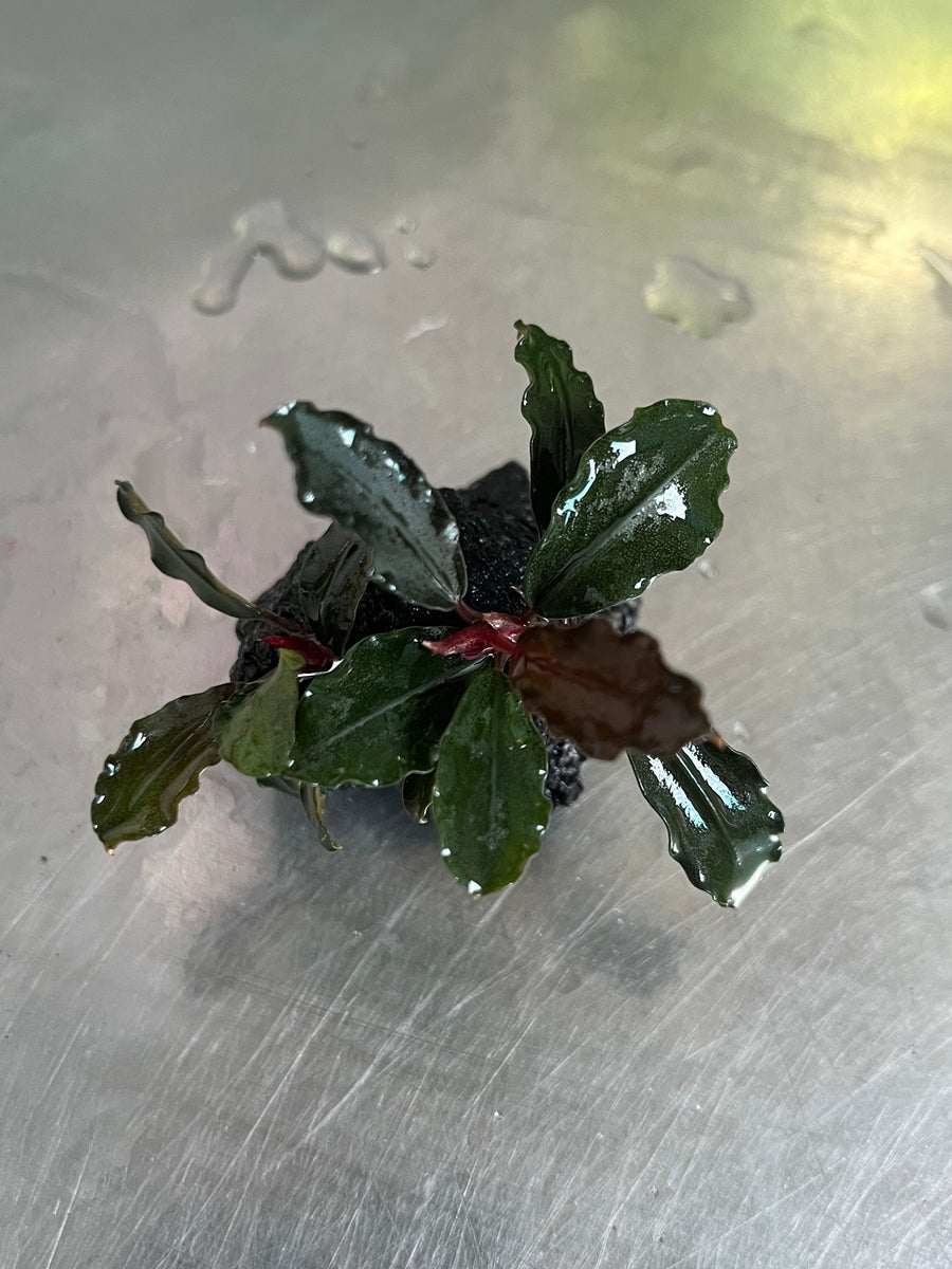 Bucephalandra Brownie Ghost – Capricorn Aquarium