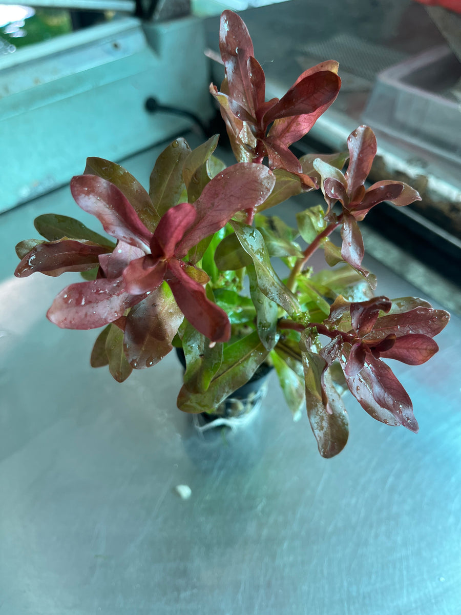 Ammannia Senegalensis – Capricorn Aquarium