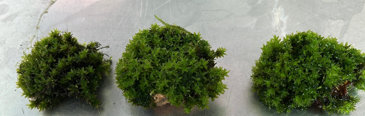 Star Moss – Capricorn Aquarium