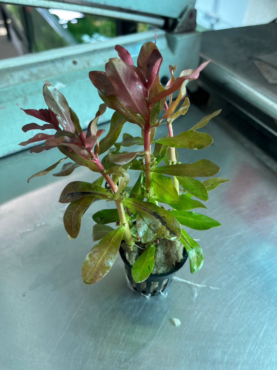 Ammannia Senegalensis – Capricorn Aquarium