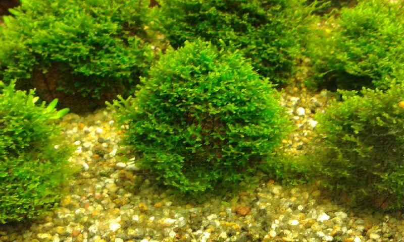 Riccardia chamedryfolia Mini Pellia – Capricorn Aquarium