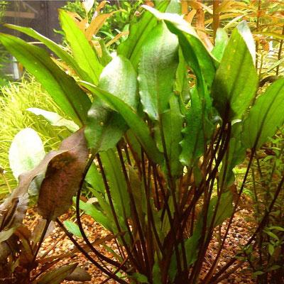 Cryptocoryne walkeri – Capricorn Aquarium