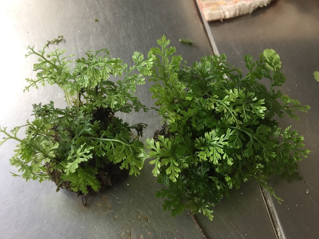 Mini Bolbitis Capricorn Aquarium