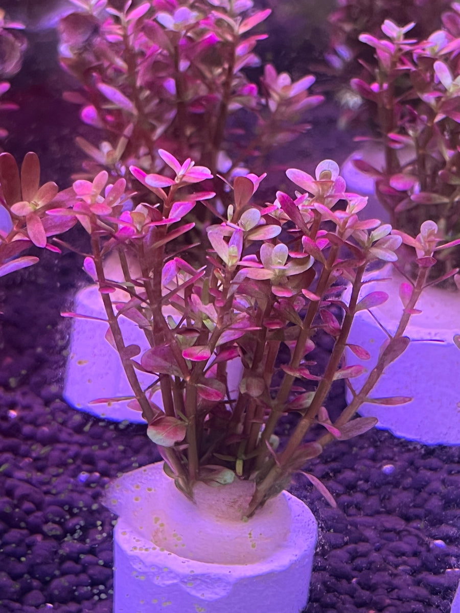 Rotala Wayanad – Capricorn Aquarium