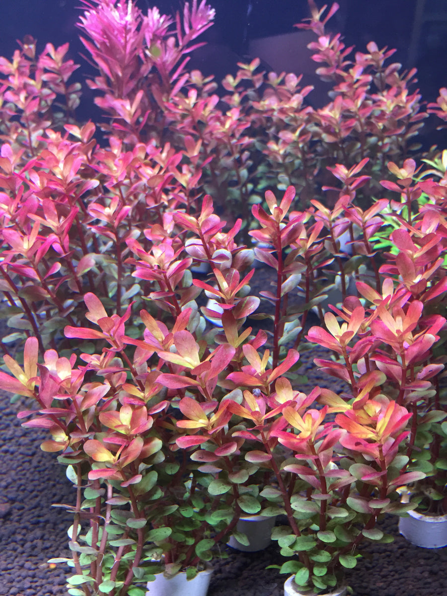 Rotala Super Red – Capricorn Aquarium
