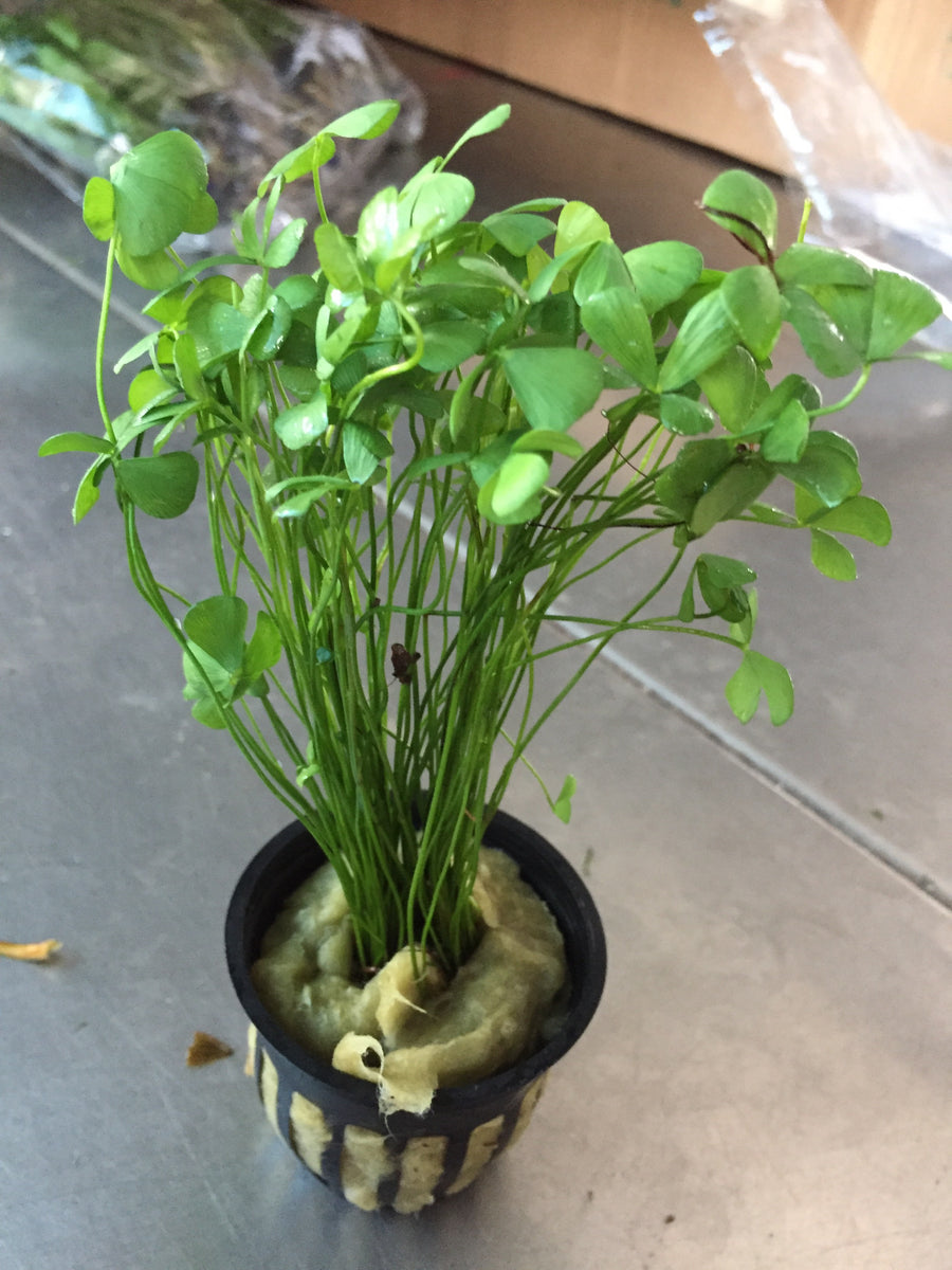 Marsilea Crenata – Capricorn Aquarium