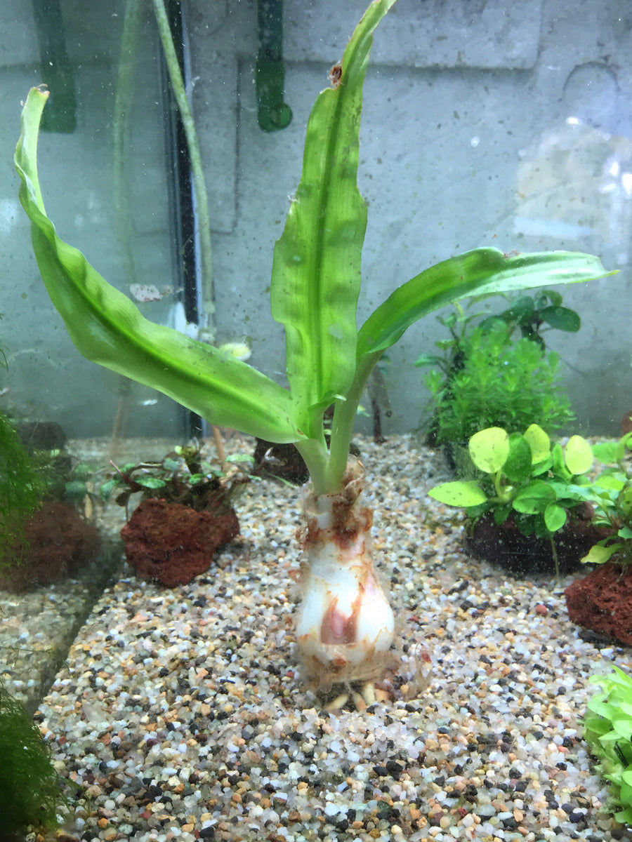Crinum Aquatica – Capricorn Aquarium