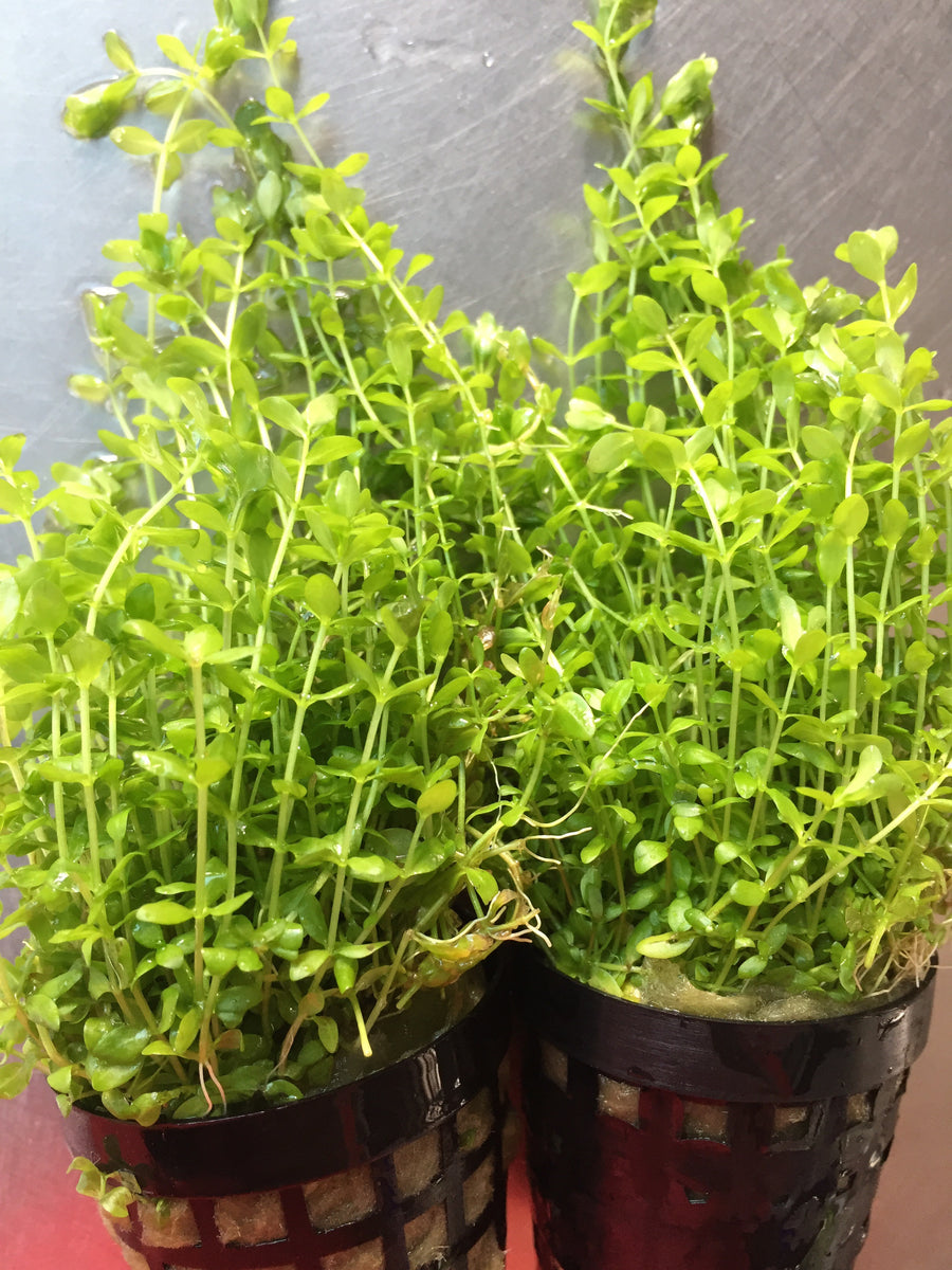 Micranthemum Micranthemoides (Pearl Weed) – Capricorn Aquarium
