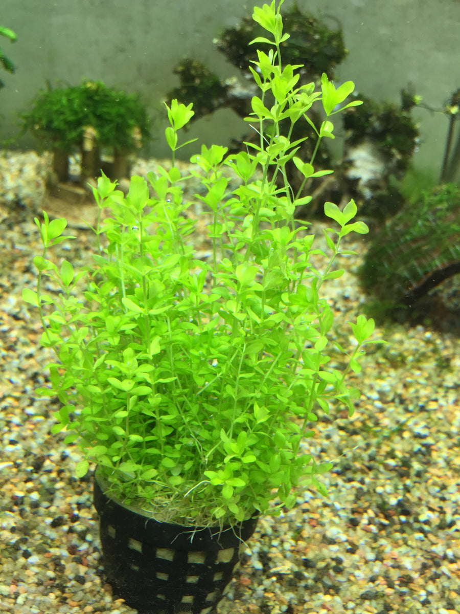 Micranthemum Micranthemoides (Pearl Weed) – Capricorn Aquarium