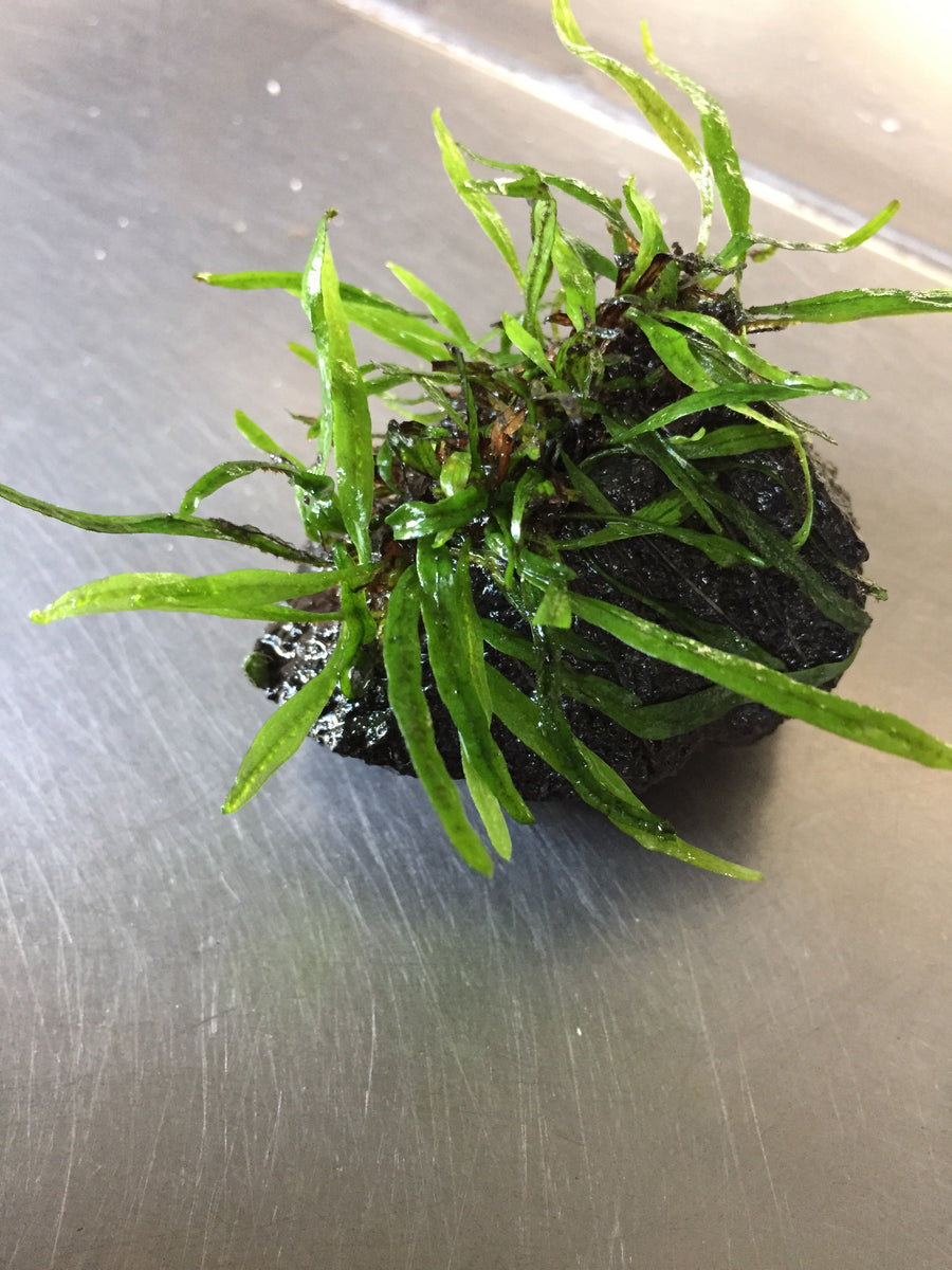 Needle Leaf Fern – Capricorn Aquarium