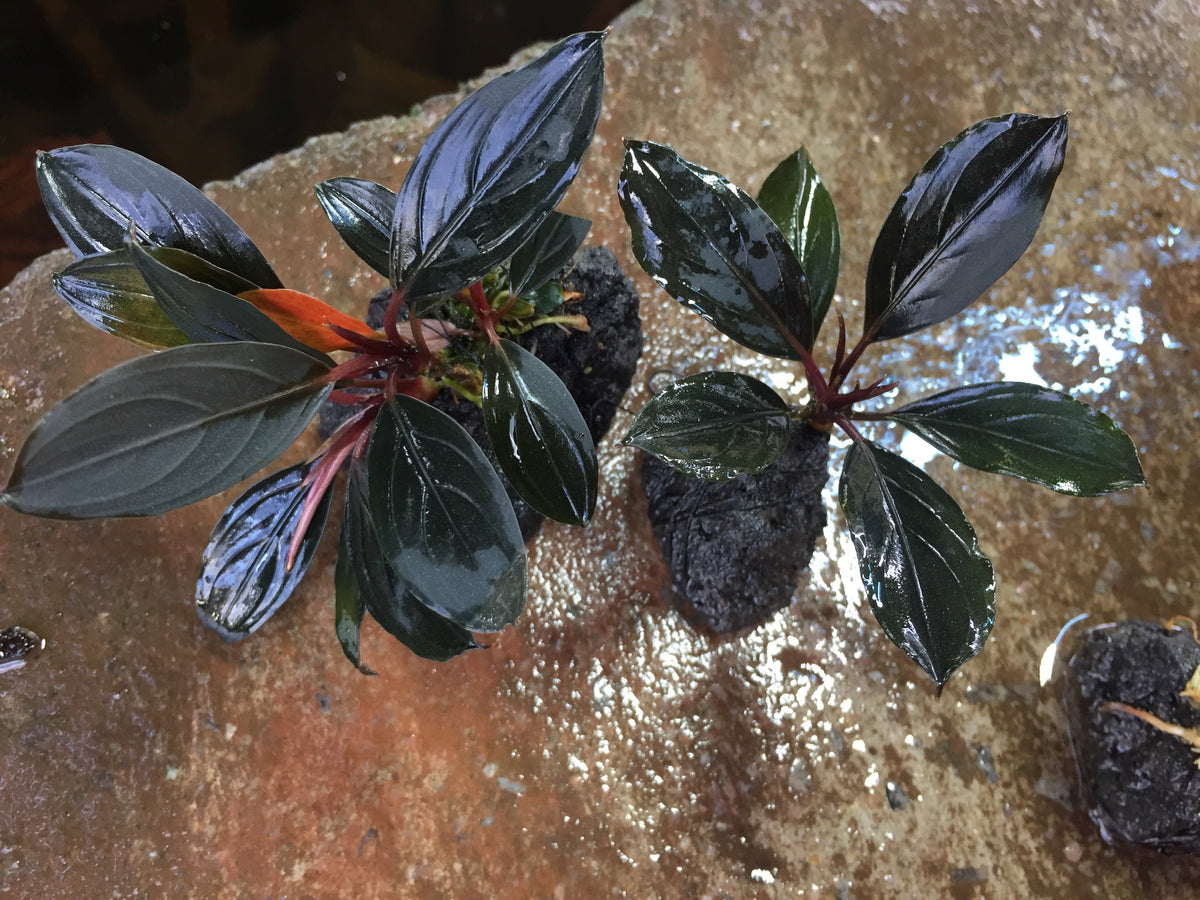 Bucephalandra Species (Dark Achilles) – Capricorn Aquarium