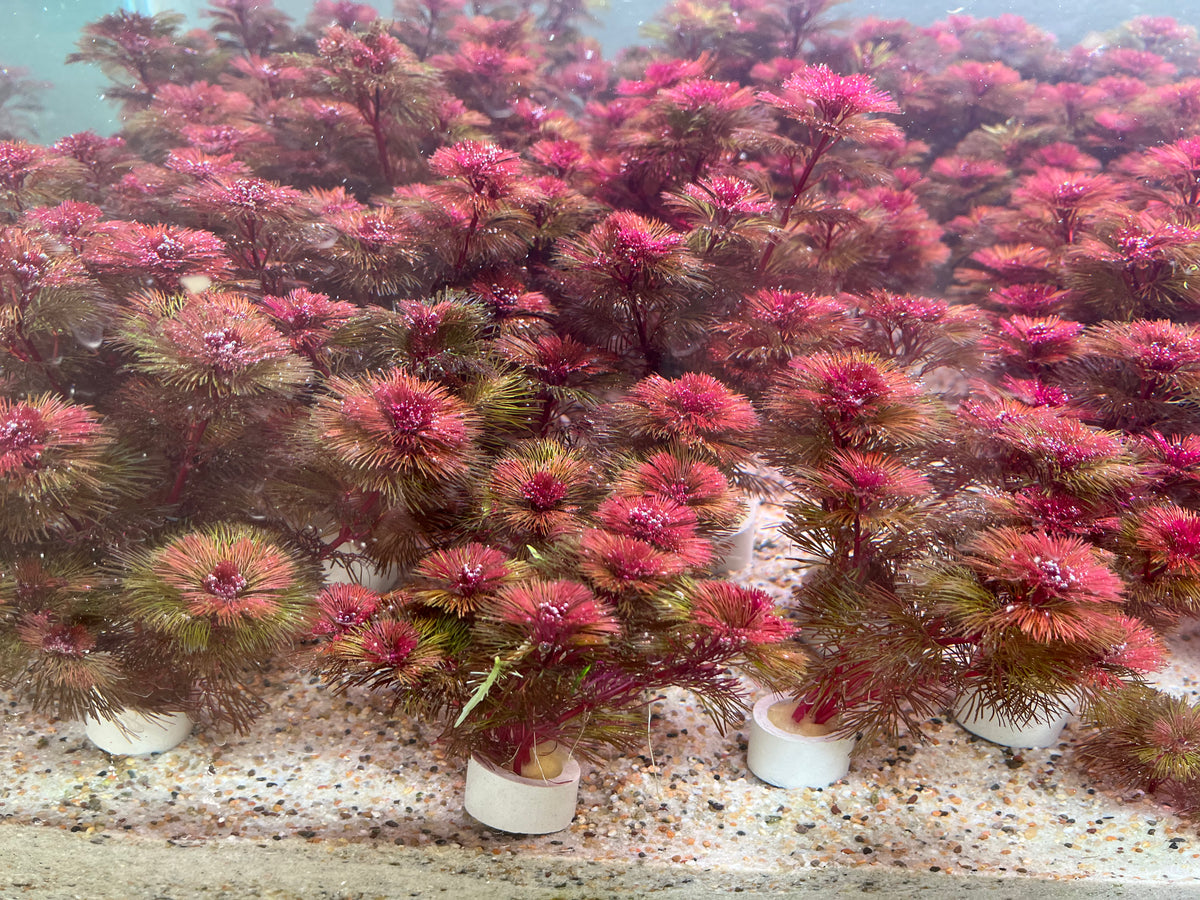 Cabomba Furcata – Capricorn Aquarium