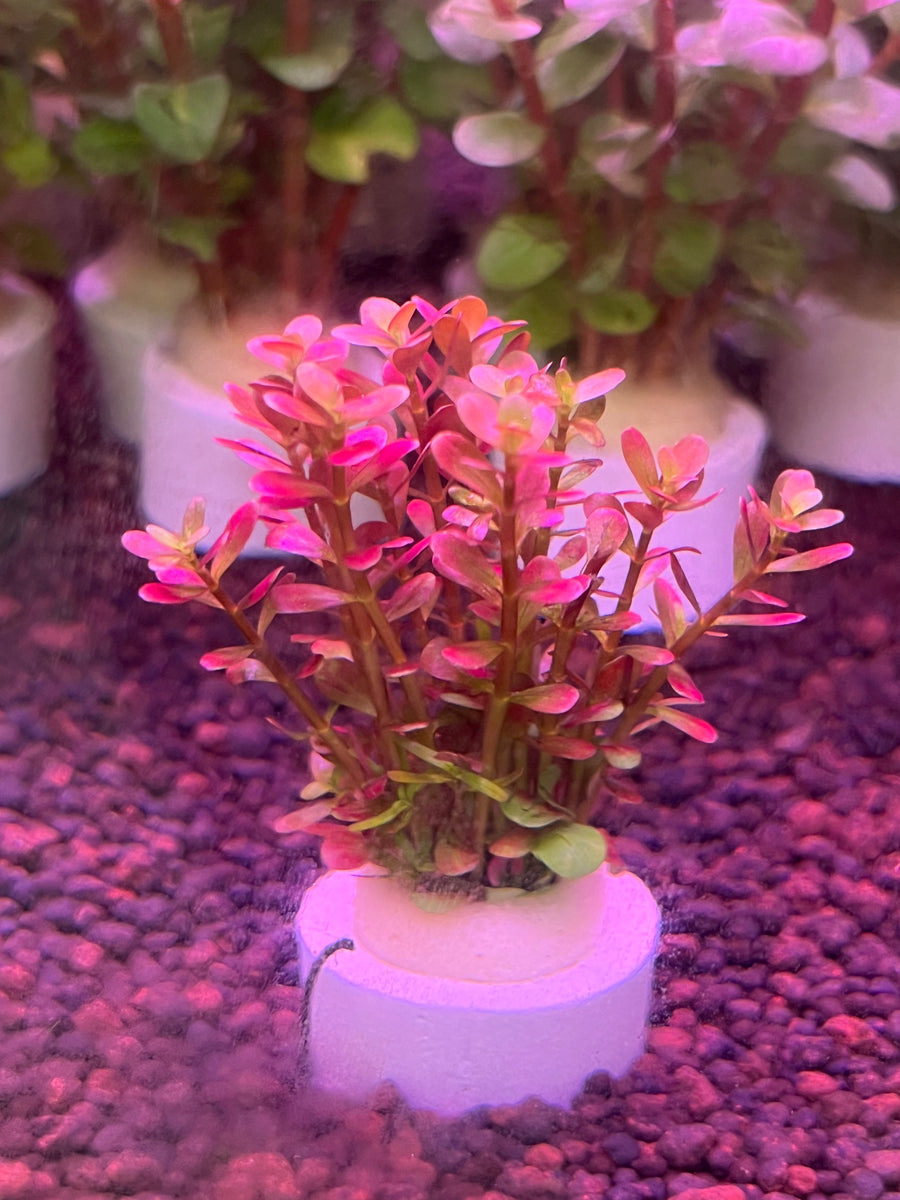 Rotala Wayanad – Capricorn Aquarium