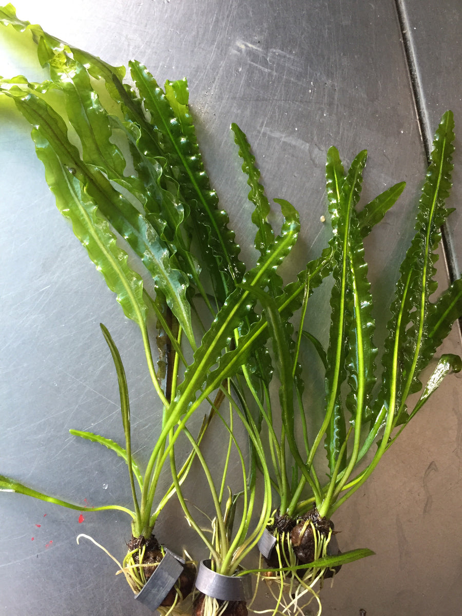 Aponogeton Longiplumulosus – Capricorn Aquarium