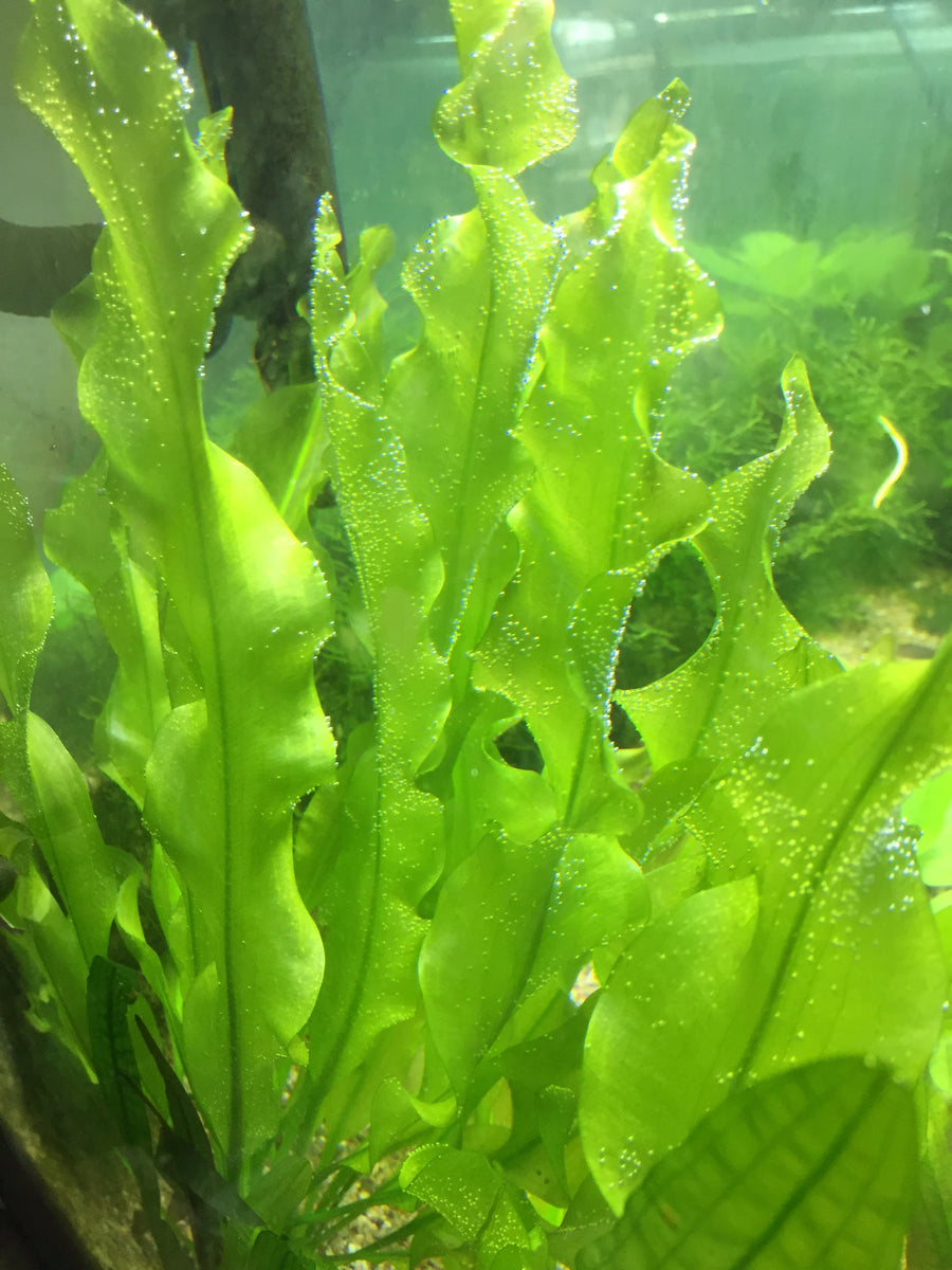 Aponogeton Ulvaceus – Capricorn Aquarium