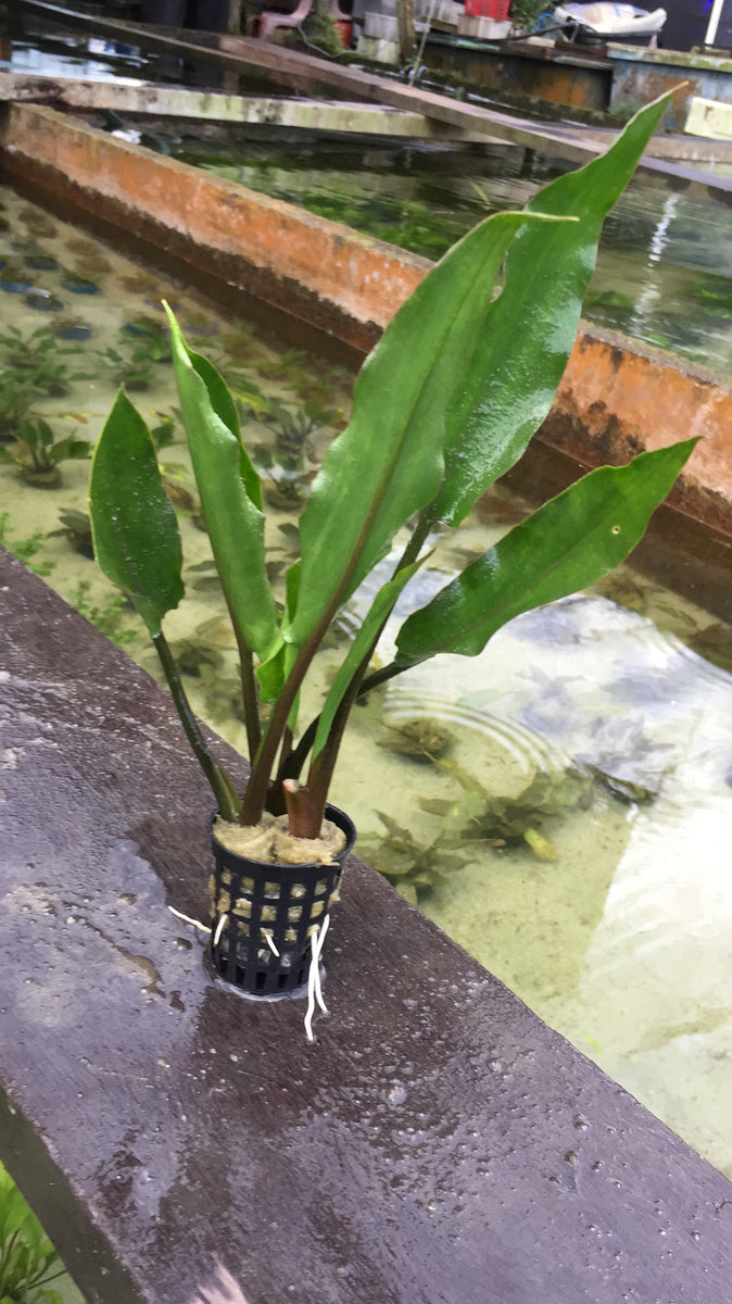 Cryptocoryne ciliata – Capricorn Aquarium