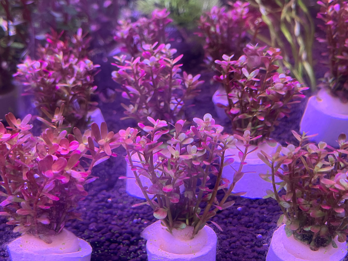 Rotala Wayanad – Capricorn Aquarium
