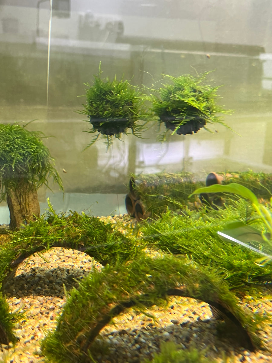 Floating Christmas Moss – Capricorn Aquarium