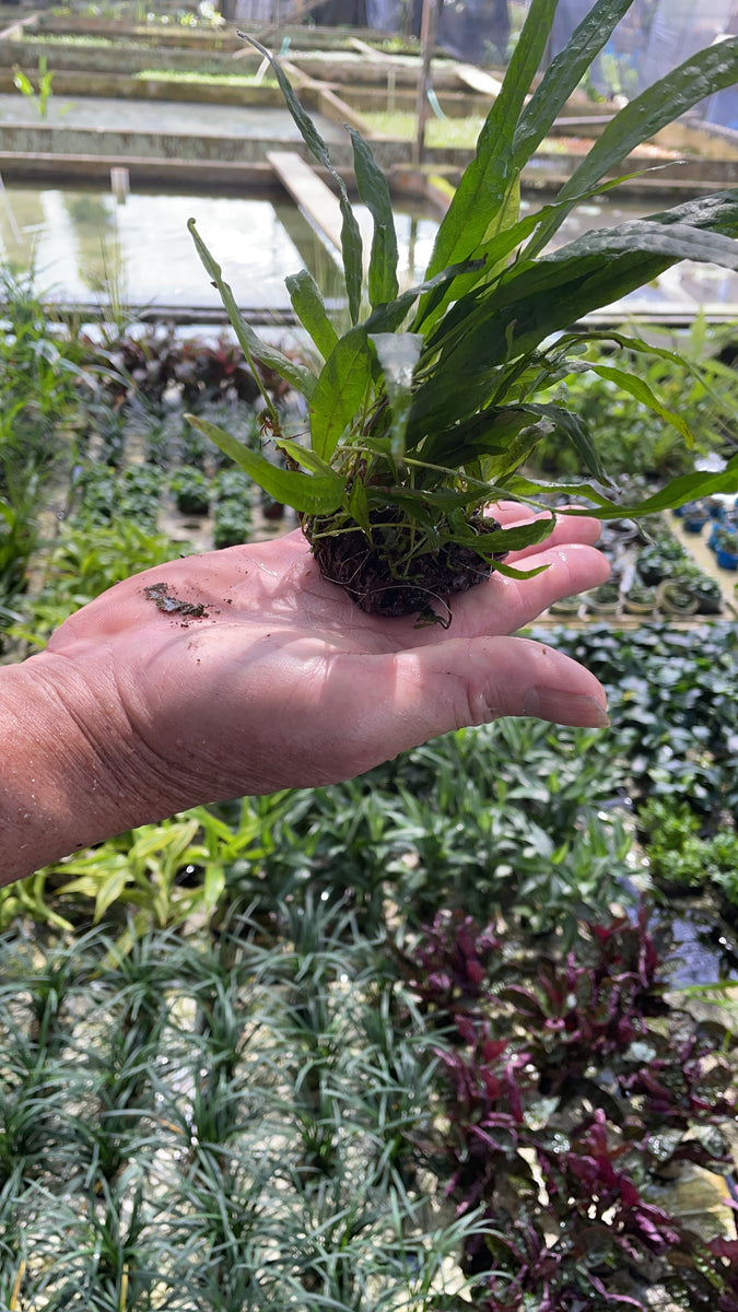 Java fern (Lava Rock) – Capricorn Aquarium