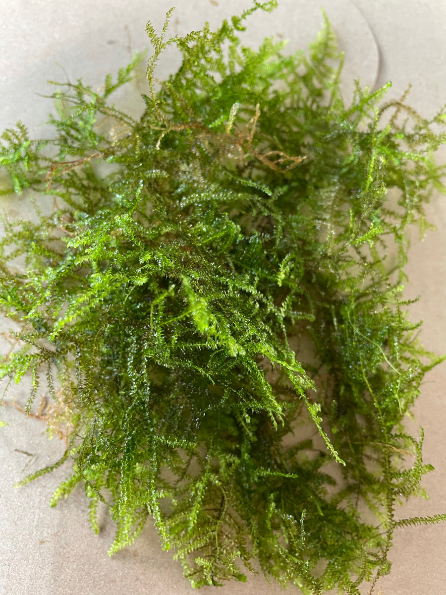 Weeping Moss (Packet) – Capricorn Aquarium